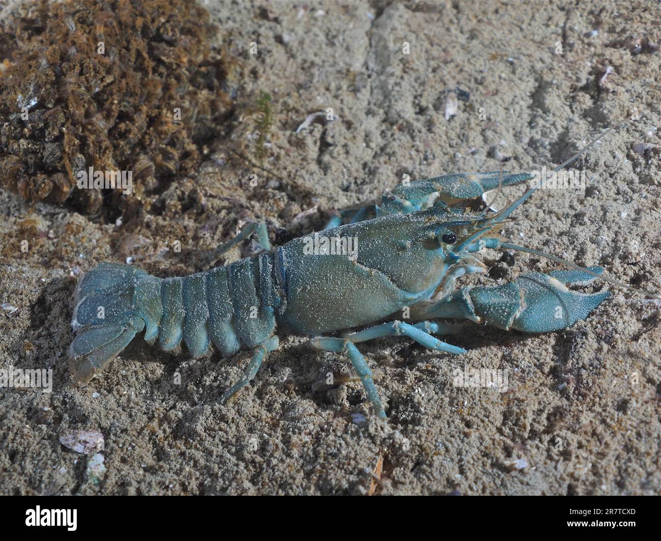 European crayfish (Astacus astacus), blue variant, at night, Terlinden ...