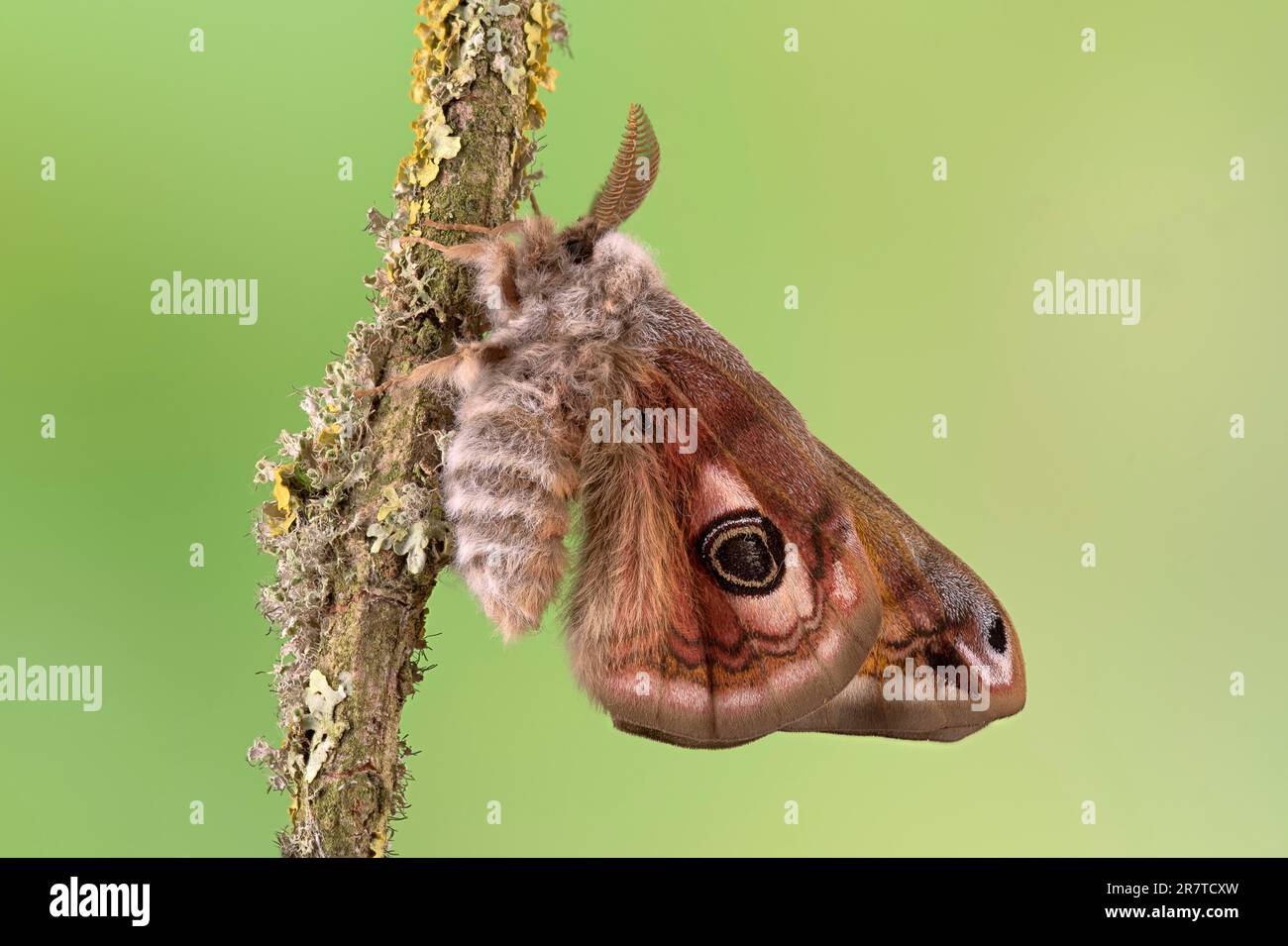 Small emperor moth (Saturnia pavonia), male from the side, Lower Saxony ...