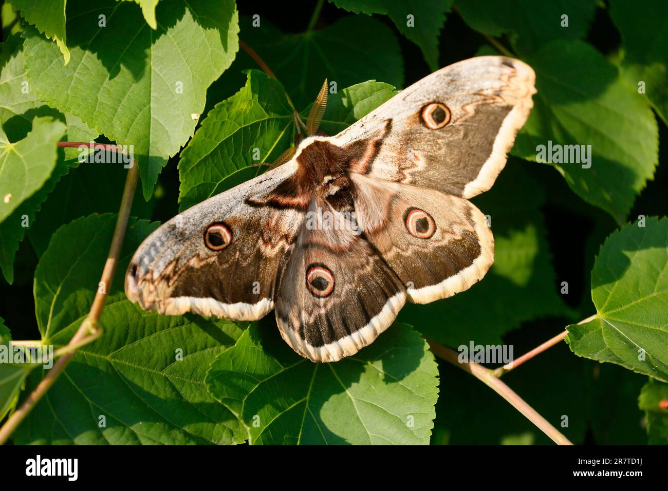 Greater night peacock (Saturnia pyri) on a leaf, wildlife, Burgenland ...
