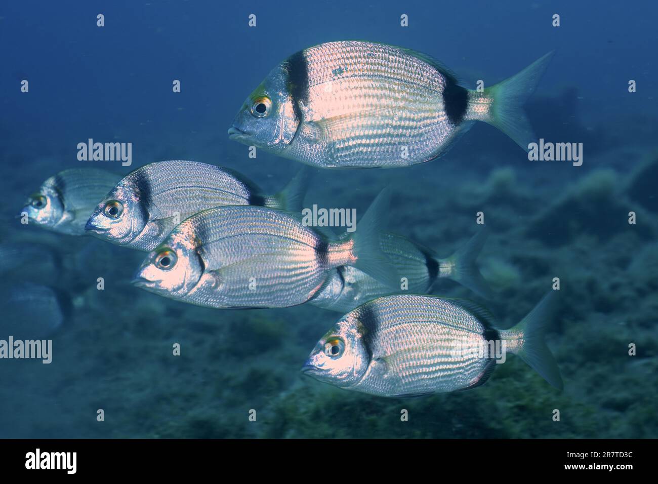 Common two-banded seabream (Diplodus vulgaris), El Cabron Marine ...