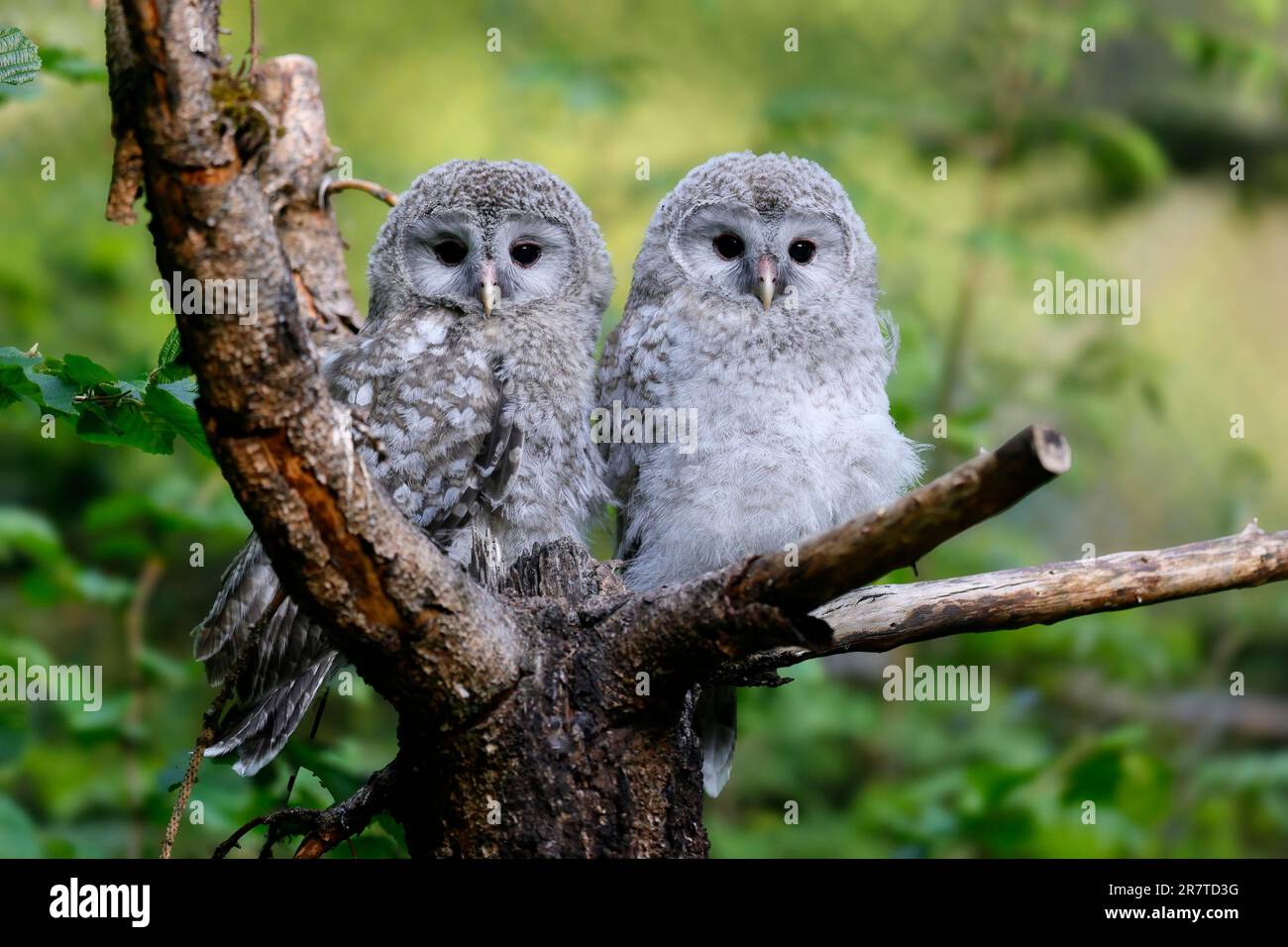 Two Hawk Owls (Strix uralensis), young bird, branchlings on a branch ...
