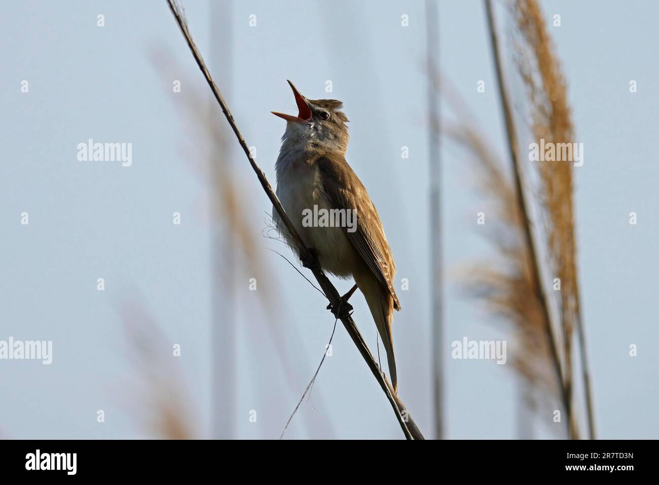 Great reed warbler (Acrocephalus arundinaceus) on a reed stalk ...