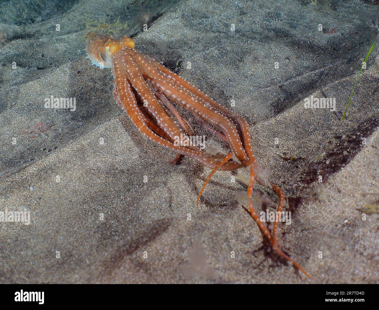 White spotted octopus (Callistoctopus Octopus macropus) on the run, at ...