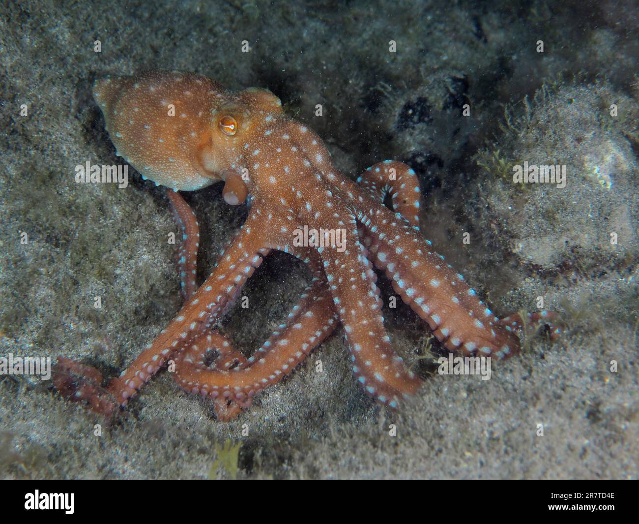 White spotted octopus (Callistoctopus Octopus macropus) at night. Dive ...