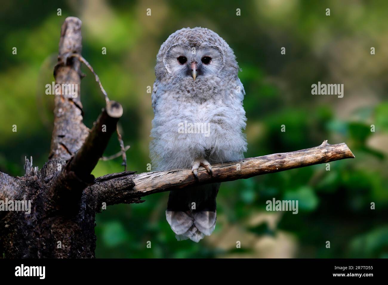 Ural Owl (Strix uralensis), young bird, branchling on a branch, Germany ...