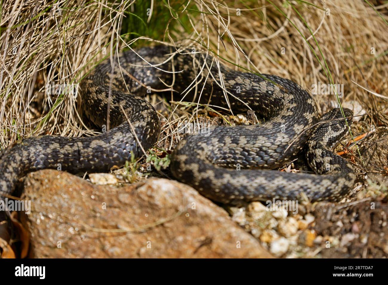 Common european viper (Vipera berus) sunning itself, Germany Stock ...