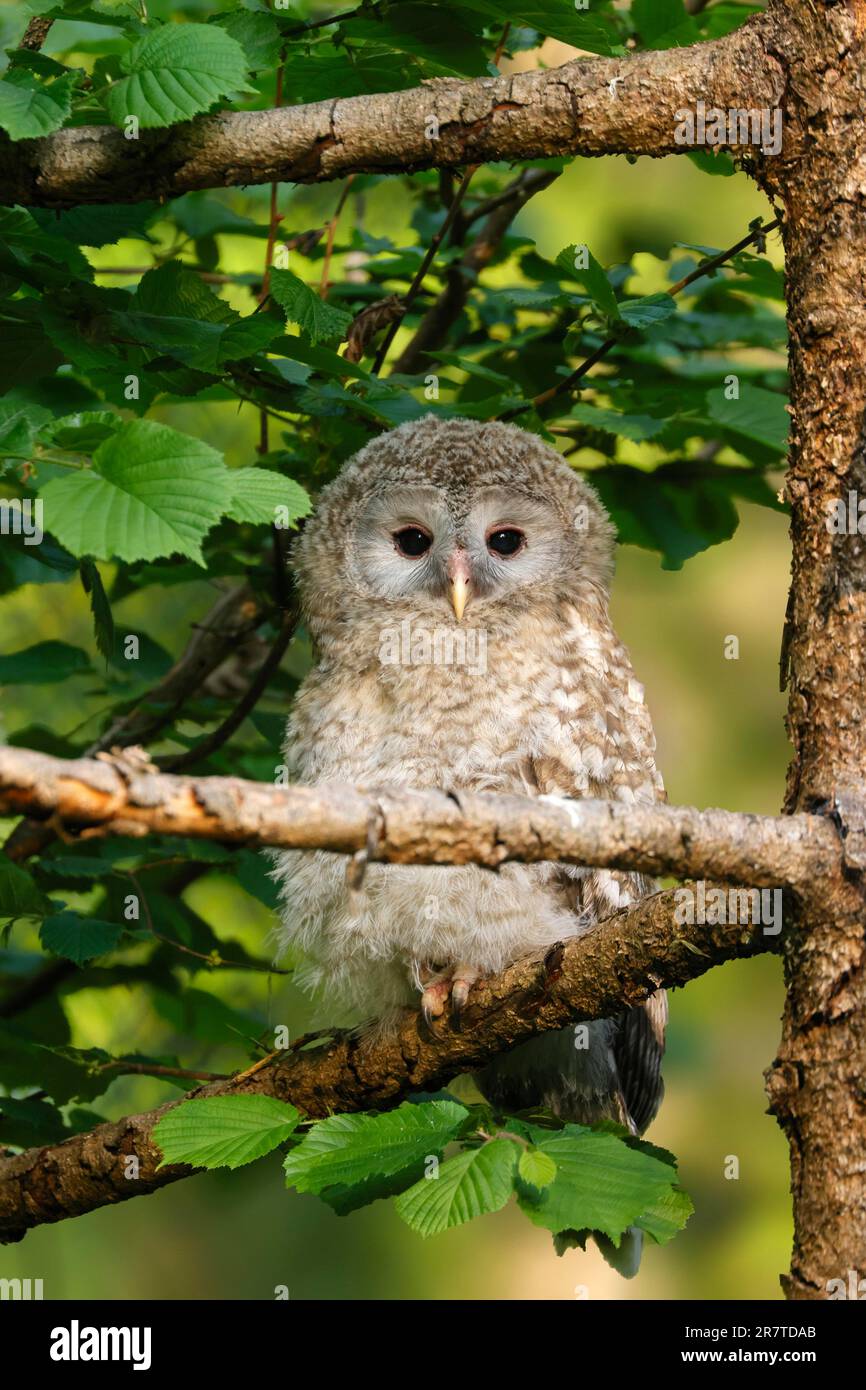 Ural Owl (Strix uralensis), young bird, branchling on a branch, Germany ...