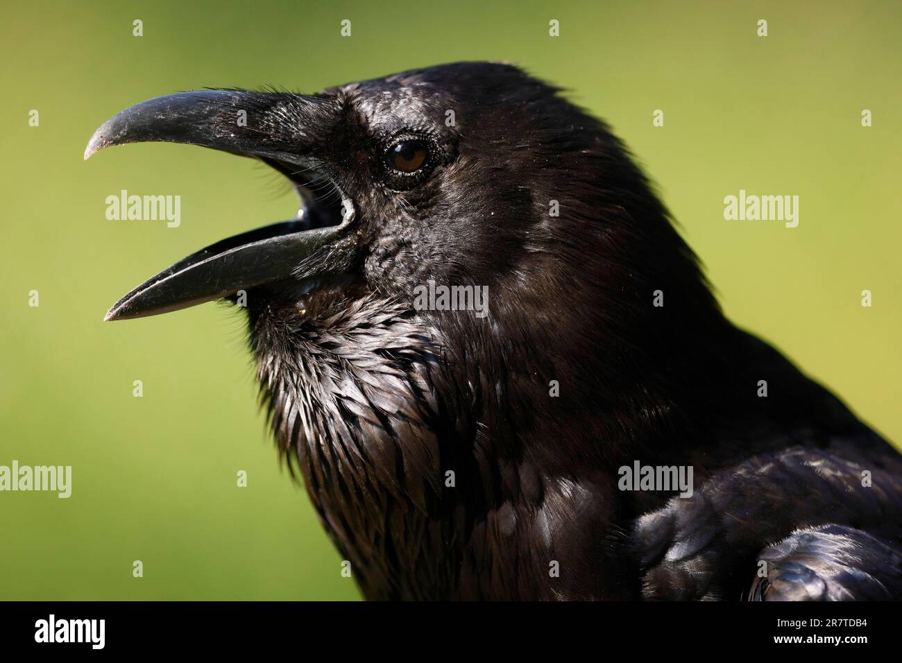 Raven looking hi-res stock photography and images - Alamy