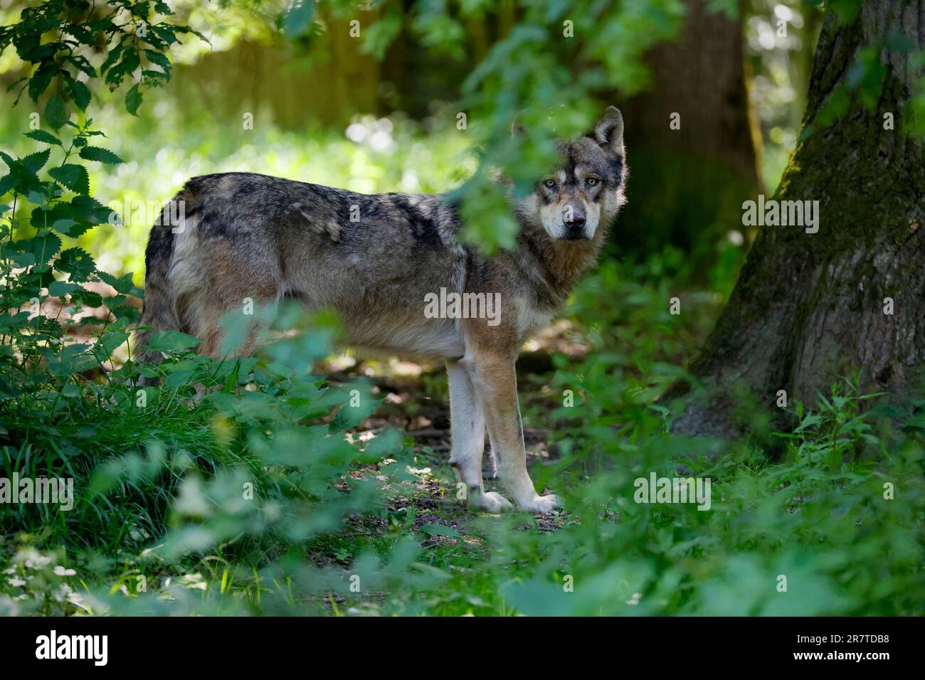 European gray wolf (Canis lupus) in the forest, France Stock Photo - Alamy