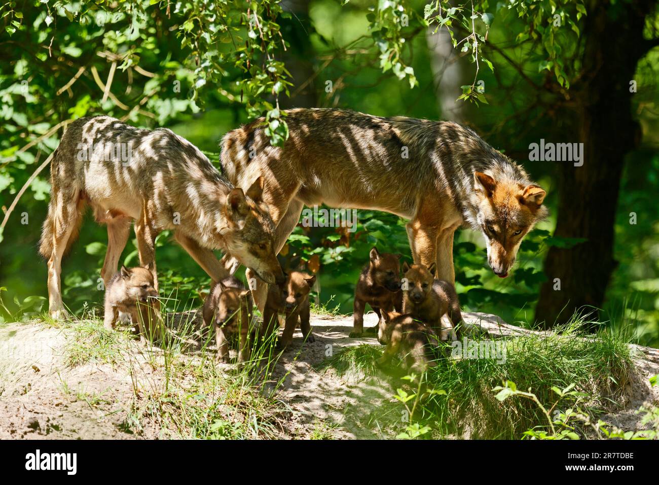 European gray wolf (Canis lupus) alpha wolf with pups, Germany Stock ...