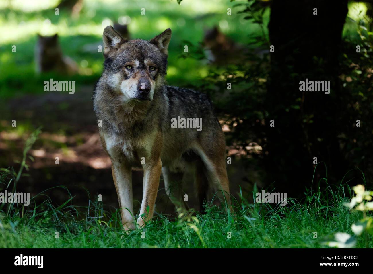 European gray wolf (Canis lupus) in the forest, France Stock Photo - Alamy