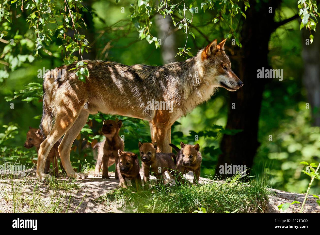 European gray wolf (Canis lupus) alpha wolf with pups, Germany Stock ...