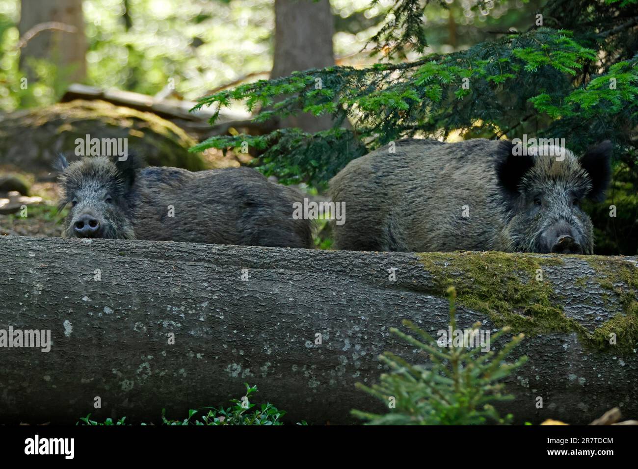 Boar behind tree hi-res stock photography and images - Alamy