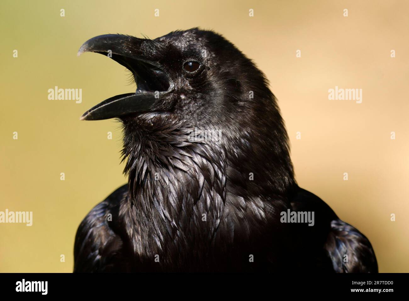 Raven looking hi-res stock photography and images - Alamy