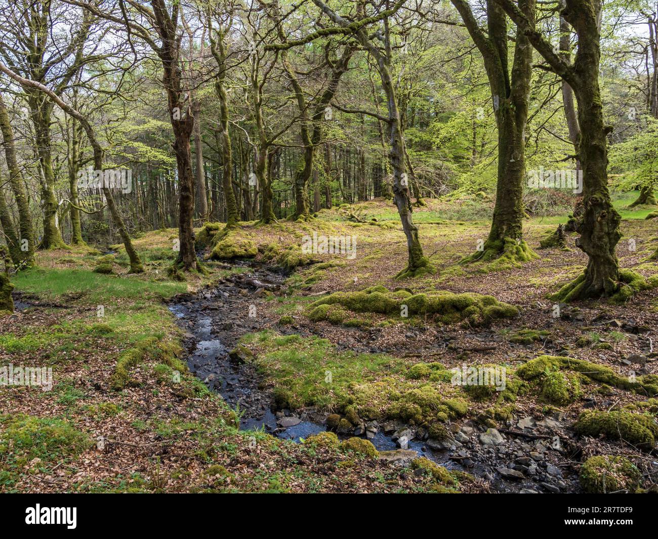 Hiking path on Ulva island leads through old forest, Ulva, Scotland, UK ...