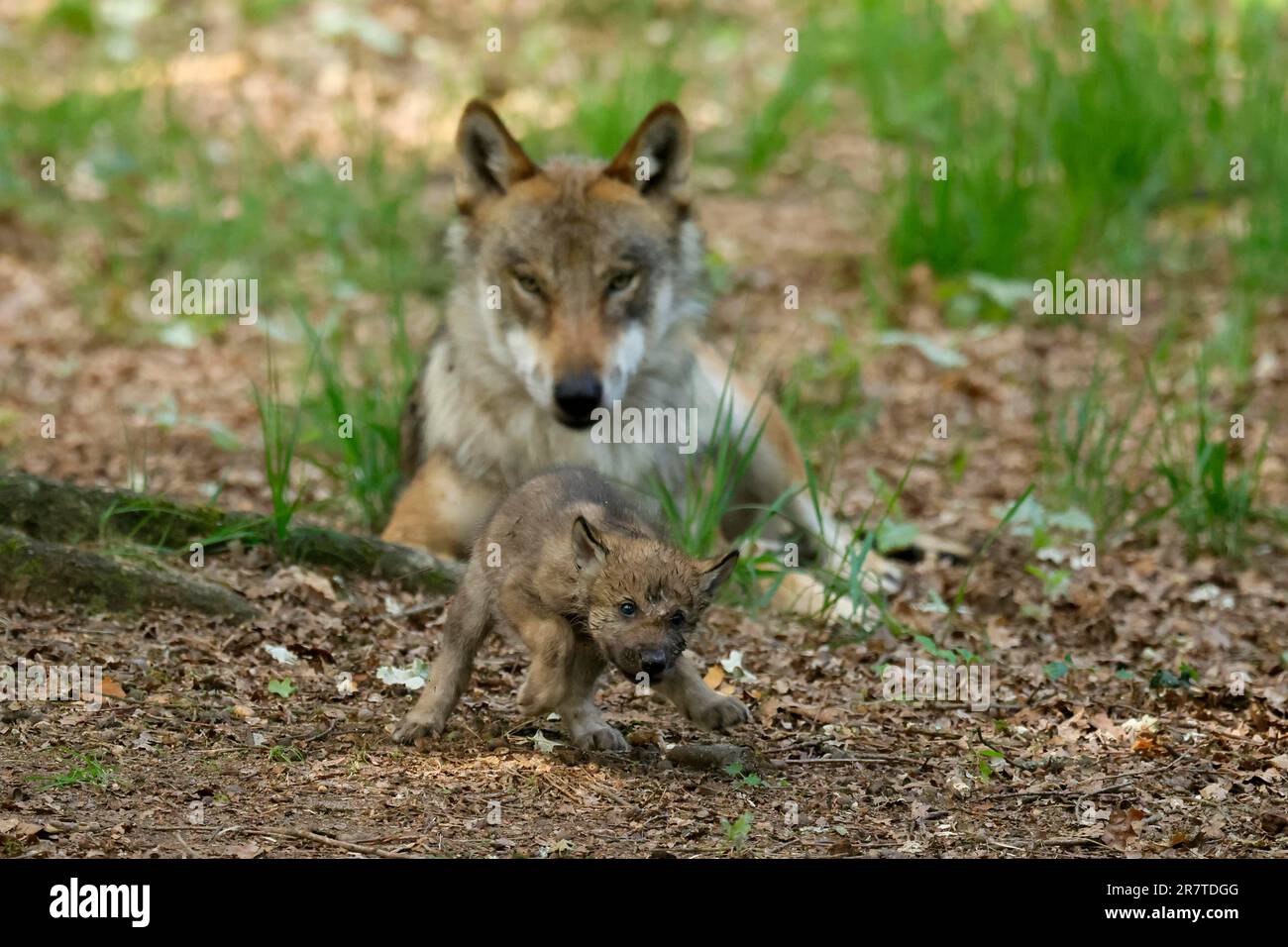 European gray wolf (Canis lupus) alpha wolf with pups, Germany Stock ...