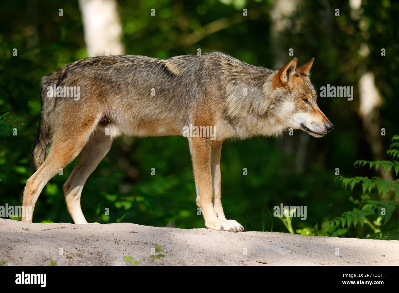 Gray wolf standing on hill hi-res stock photography and images - Alamy