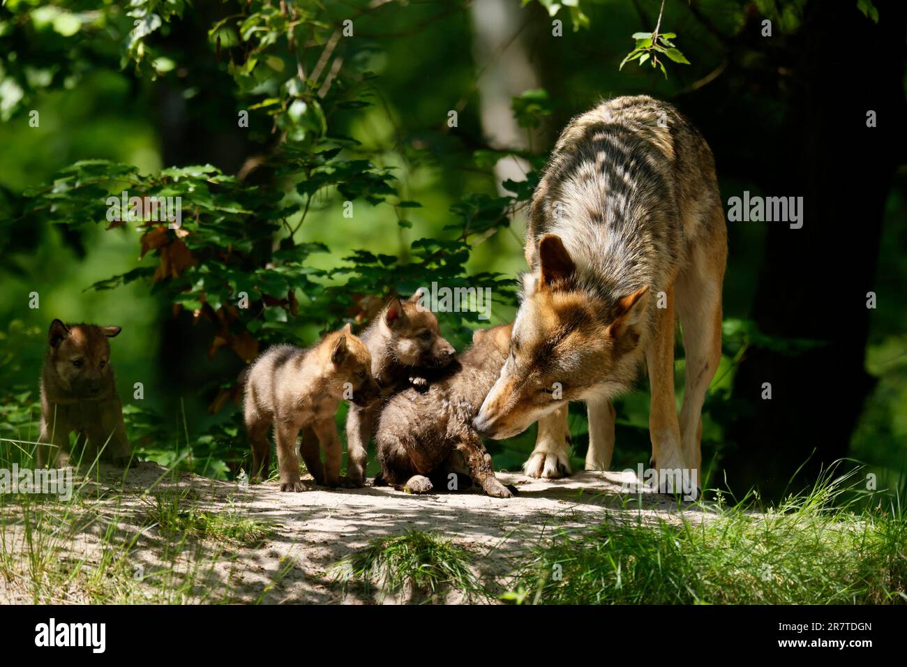 European gray wolf (Canis lupus) alpha wolf with pups, Germany Stock ...