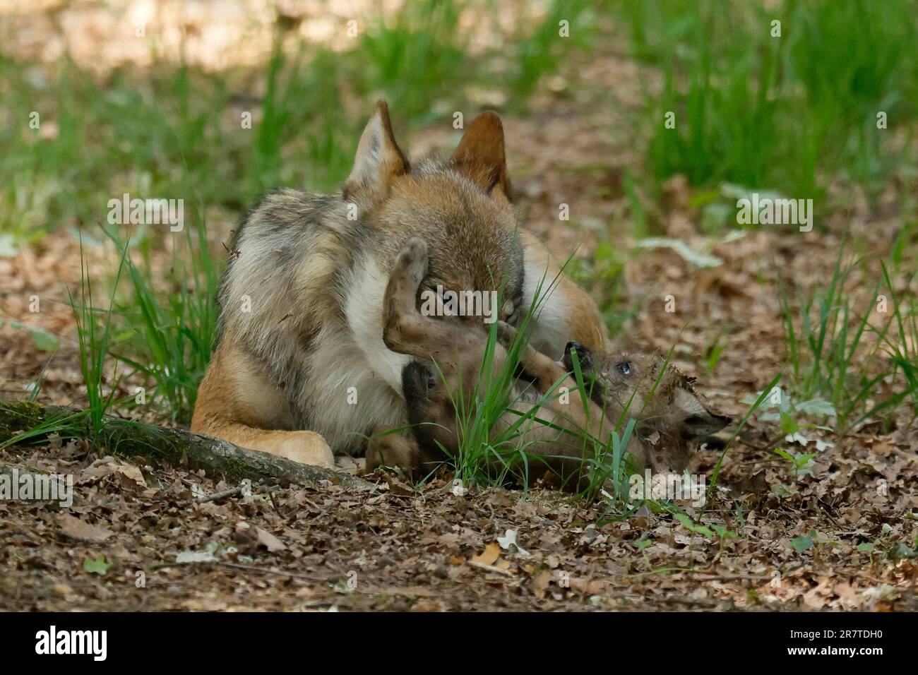 European gray wolf (Canis lupus) alpha wolf with pups, Germany Stock ...
