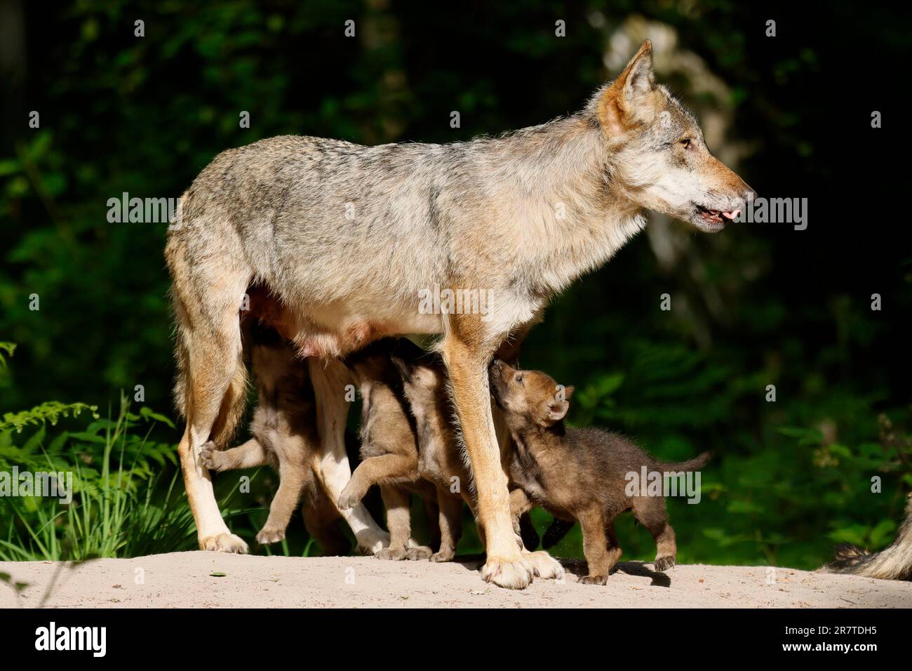 European gray wolf (Canis lupus) alpha wolf suckling pups, Germany Stock Photo - Alamy