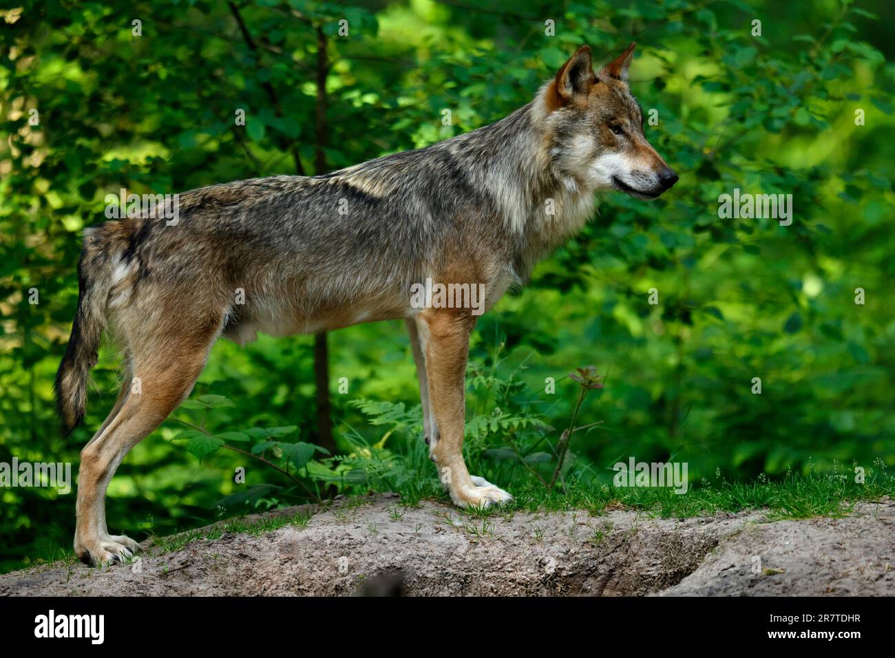 European gray wolf (Canis lupus) standing on a hill, Germany Stock ...