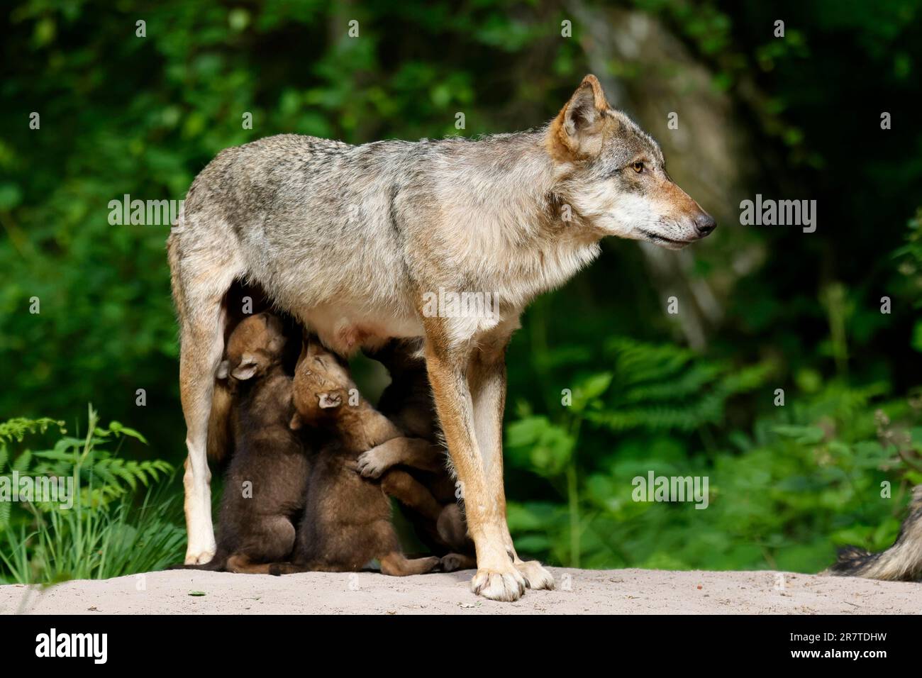 European gray wolf (Canis lupus) alpha wolf suckling pups, Germany ...
