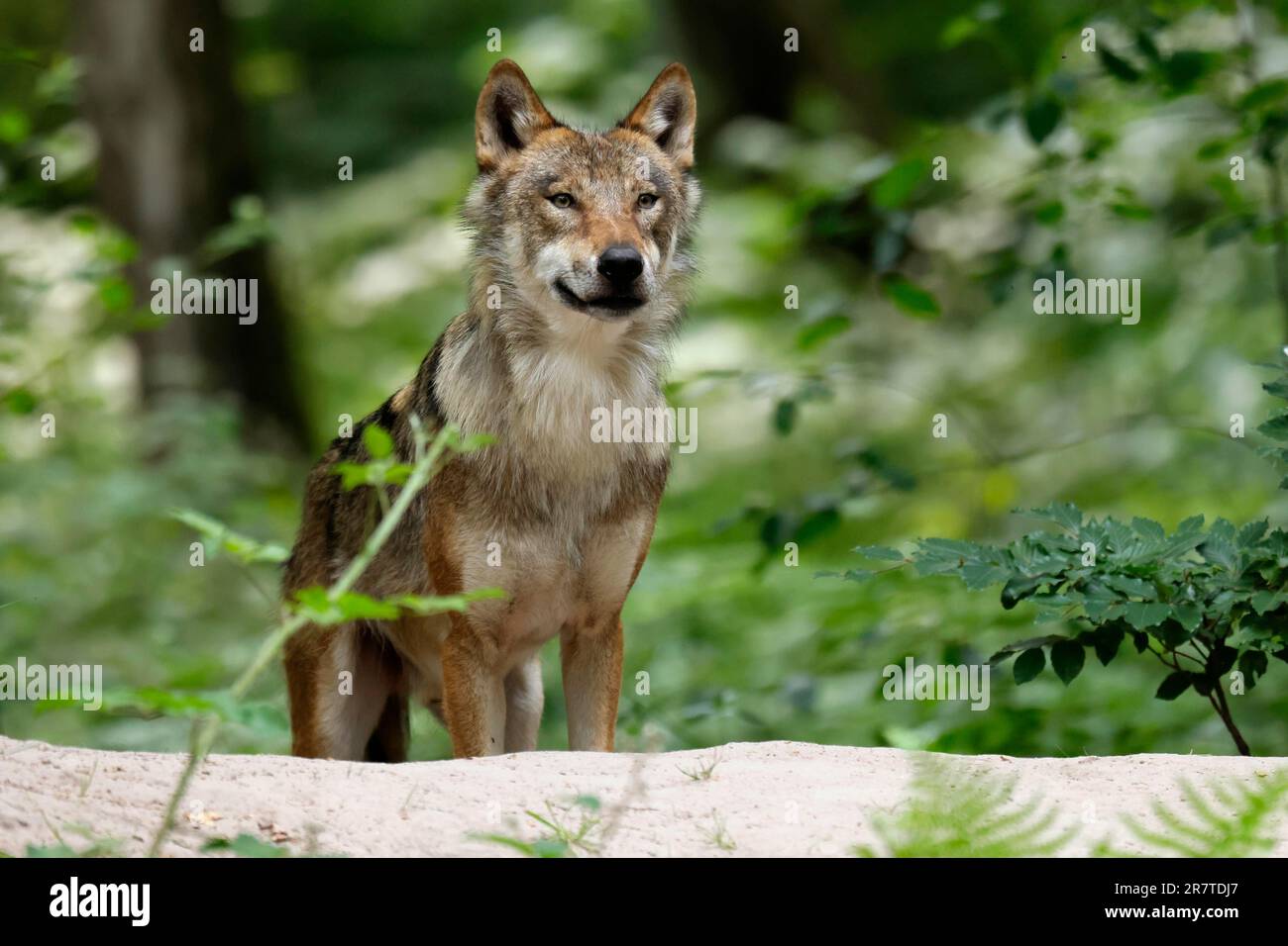 European gray wolf (Canis lupus) animal portrait, Germany Stock Photo ...