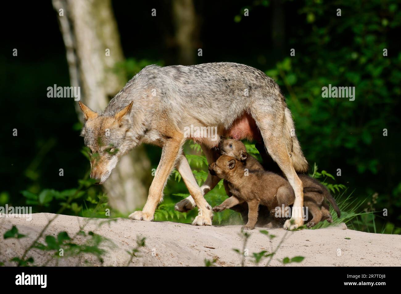 European gray wolf (Canis lupus) alpha wolf suckling pups, Germany ...