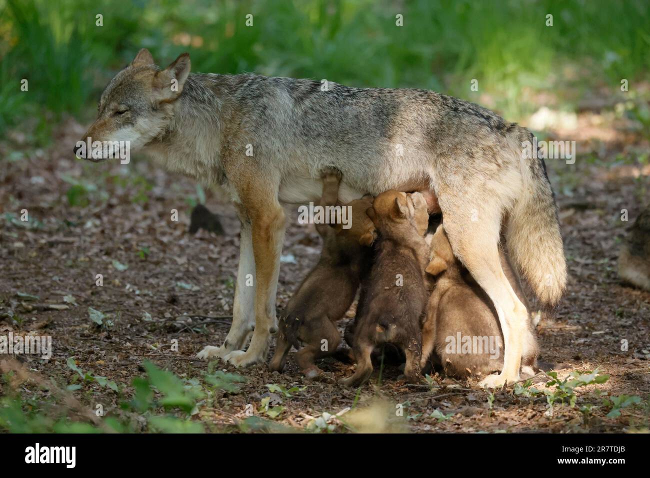 European gray wolf (Canis lupus) alpha wolf suckling pups, Germany ...