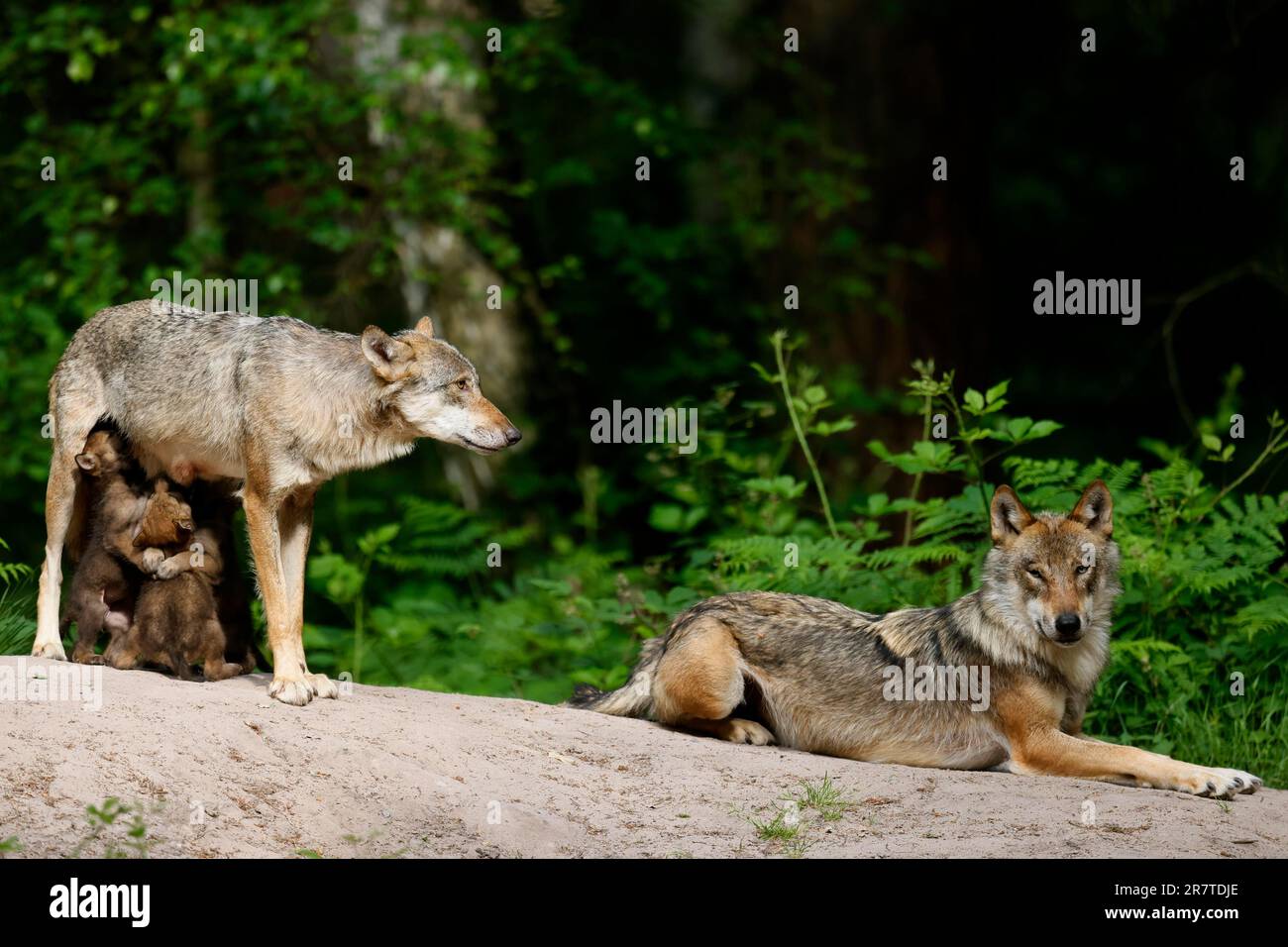 European gray wolf (Canis lupus) alpha wolf suckling pups, Germany ...