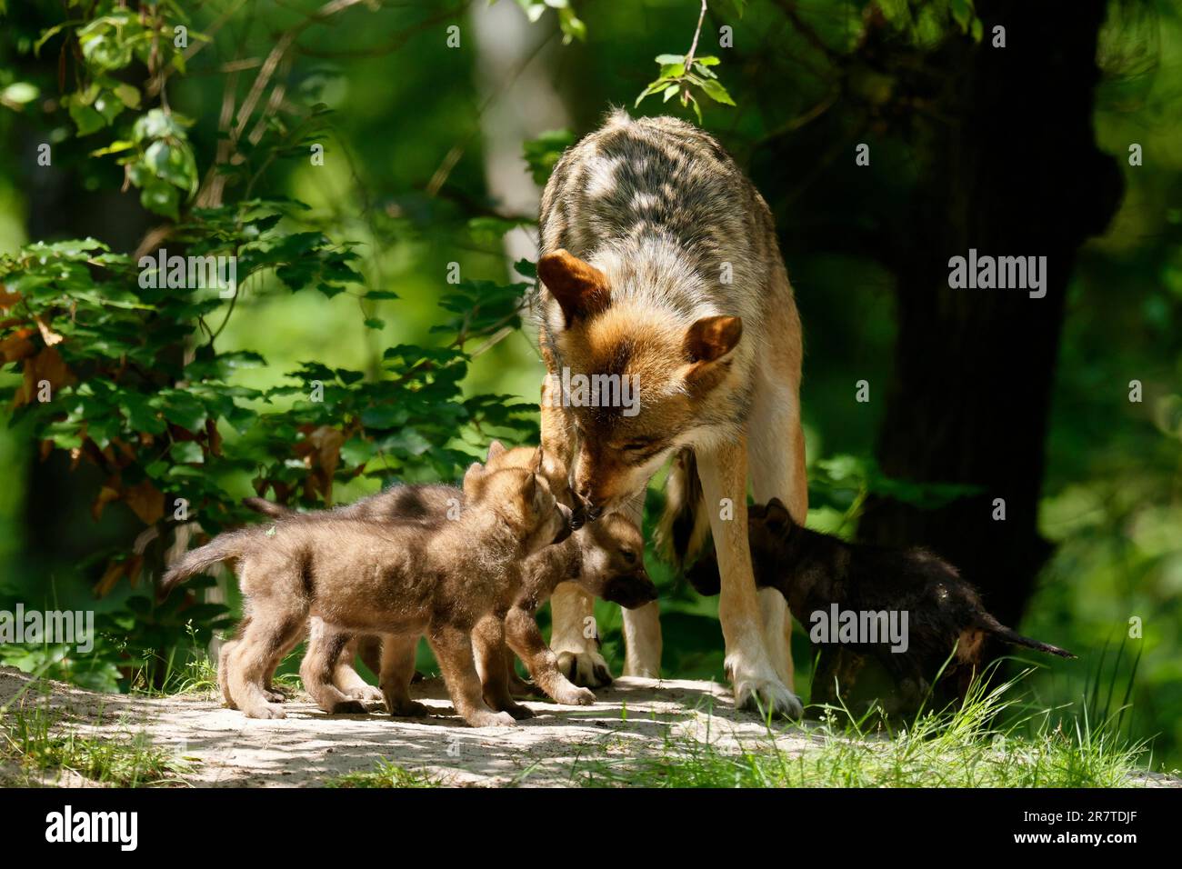 European gray wolf (Canis lupus) alpha wolf with pups, Germany Stock ...