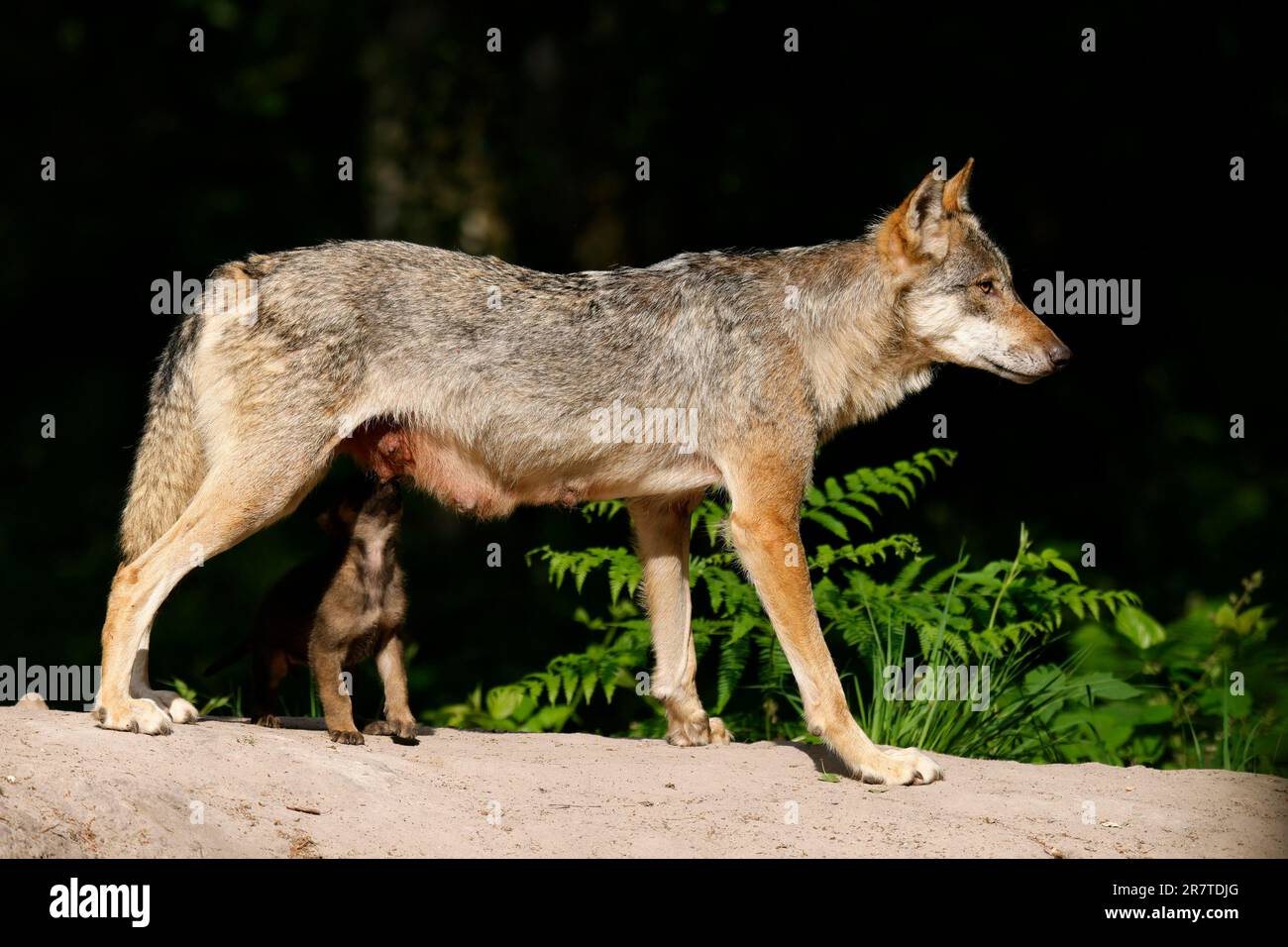 European gray wolf (Canis lupus) alpha wolf suckling pups, Germany ...