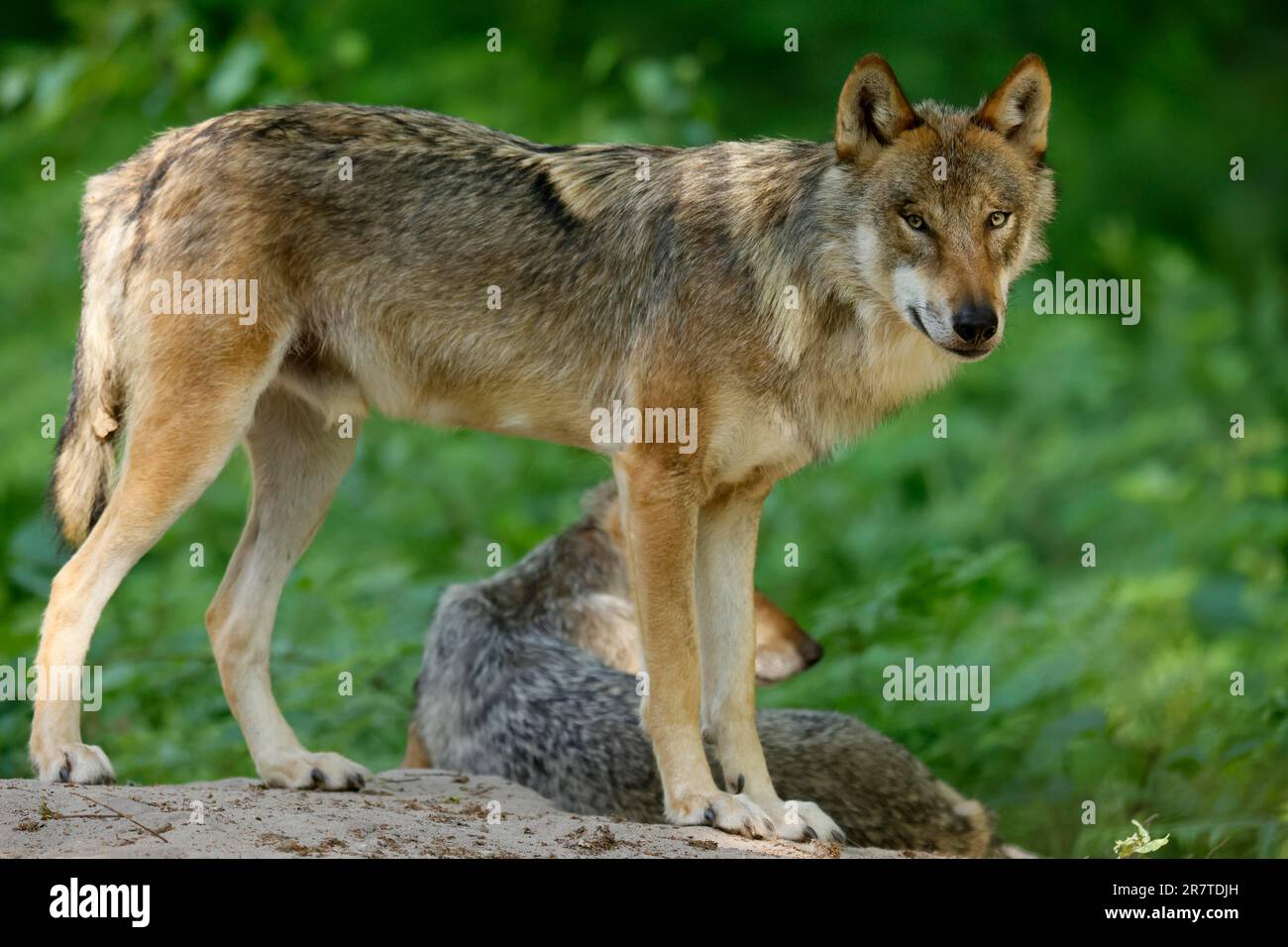 European gray wolf (Canis lupus) standing on a hill, Germany Stock ...