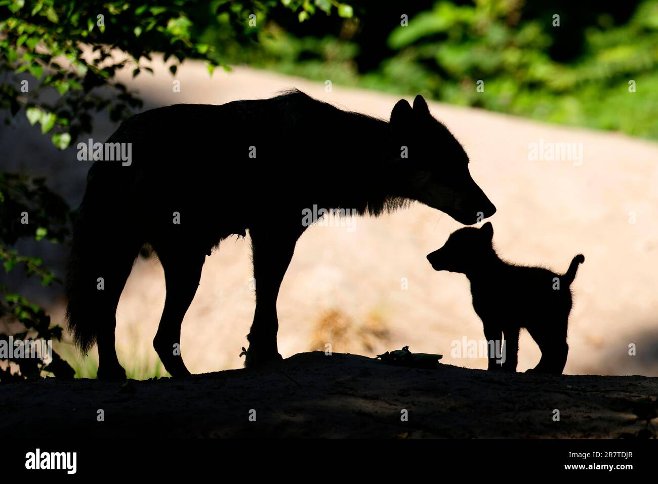 European gray wolf (Canis lupus) alpha wolf with pups, Germany Stock ...
