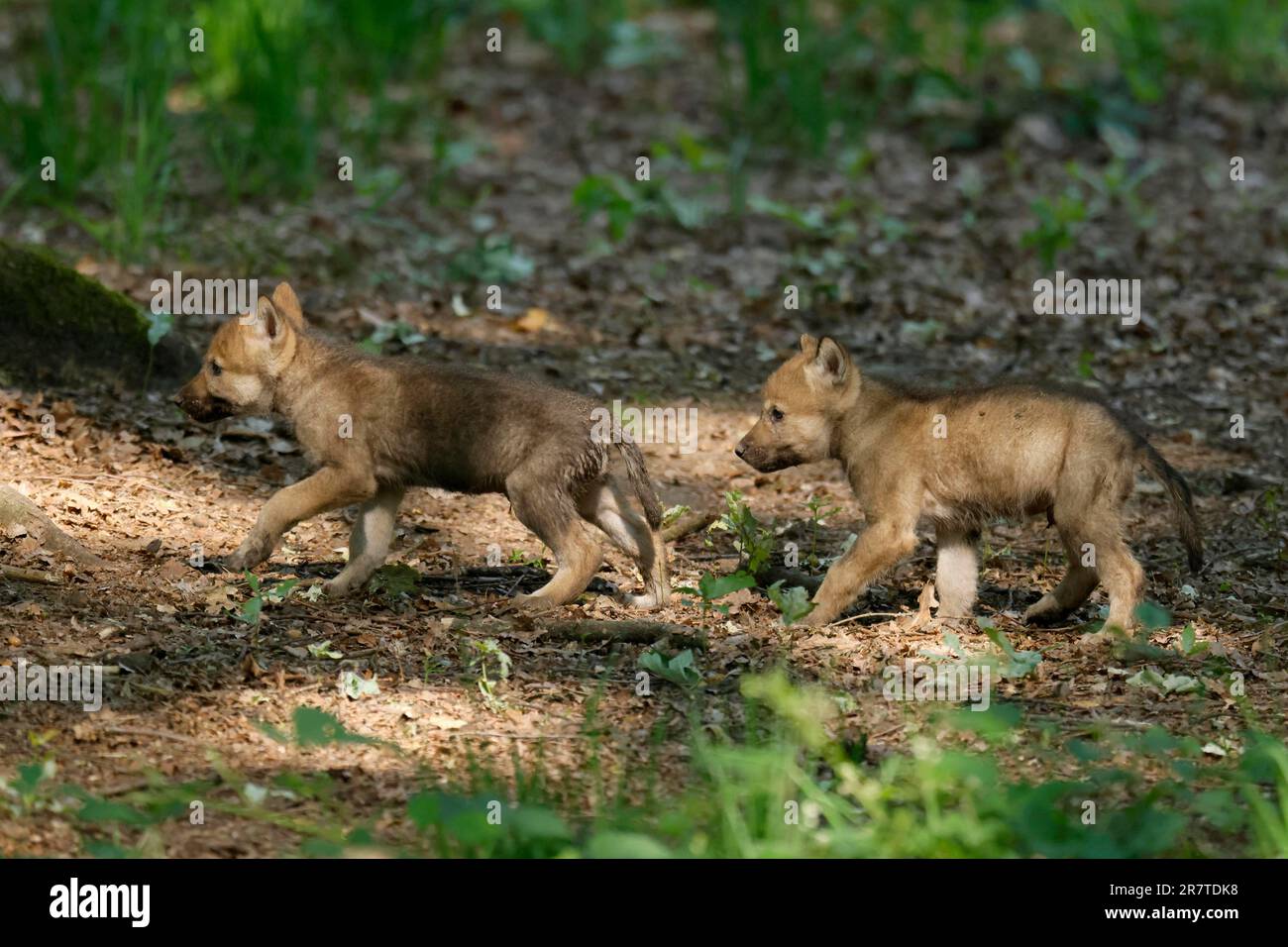 European gray wolf (Canis lupus) pups in a forest clearing, Germany ...
