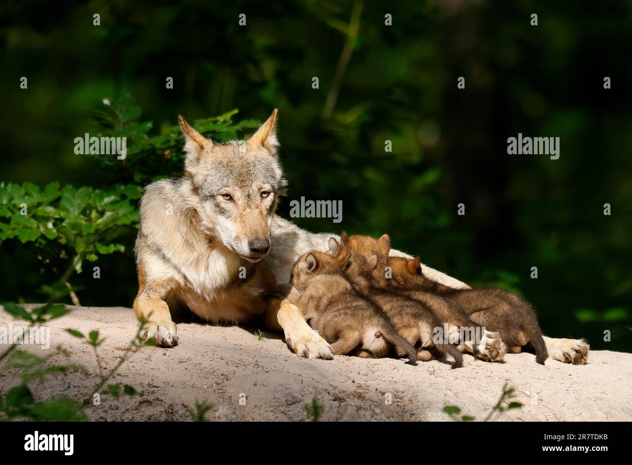 European gray wolf (Canis lupus) alpha wolf suckling pups, Germany ...