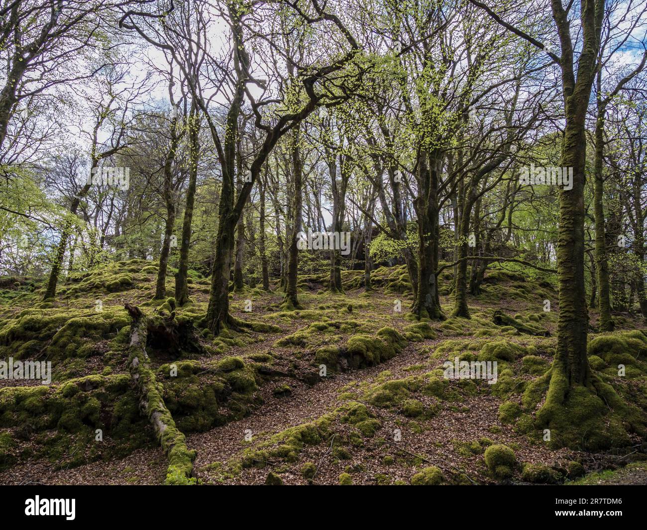 Hiking path on Ulva island leads through old forest, Ulva, Scotland, UK ...