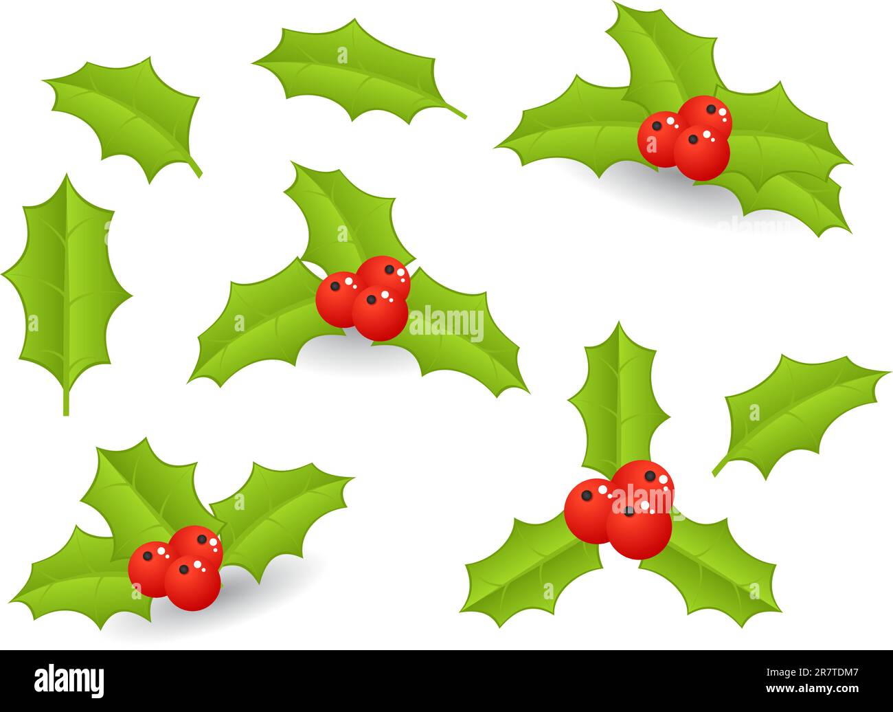 Holly with berries isolated on a white/ Vector illustration Stock ...