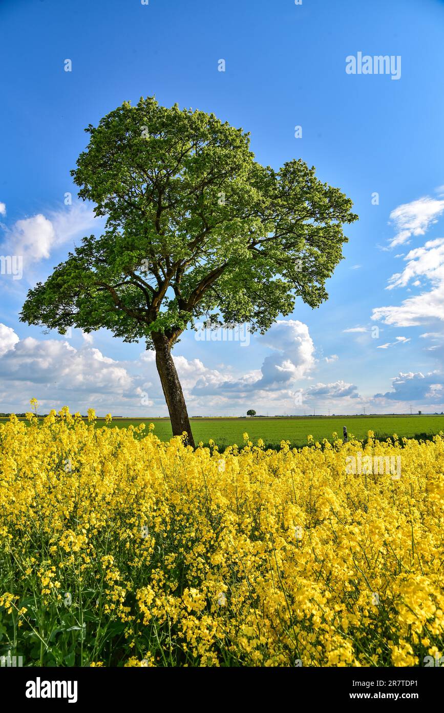 Rape field in blossom with maple tree, Bavaria, Germany Stock Photo - Alamy