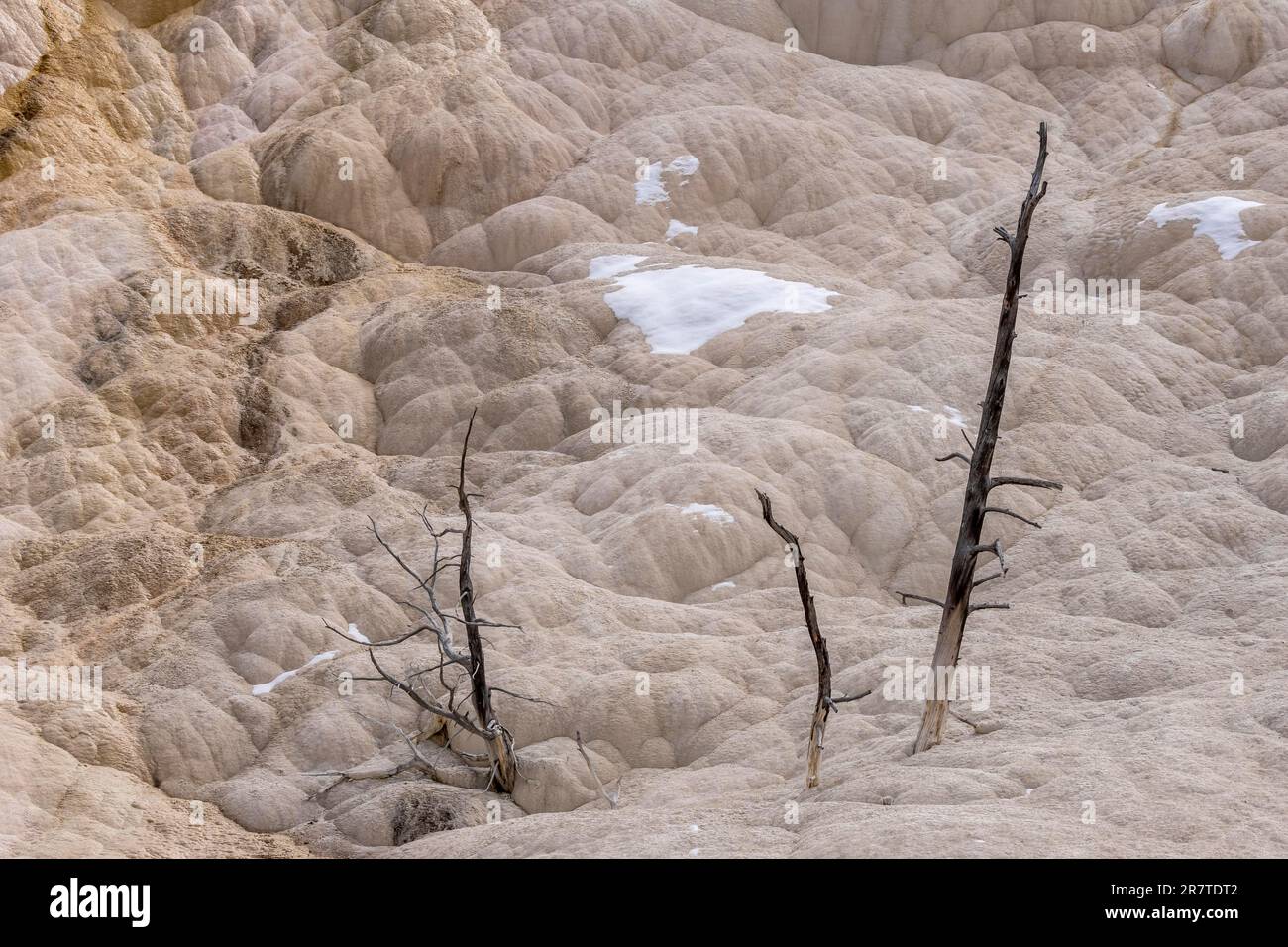 Dead trees in the sinter, Palette Spring, Mammoth Hot Springs ...