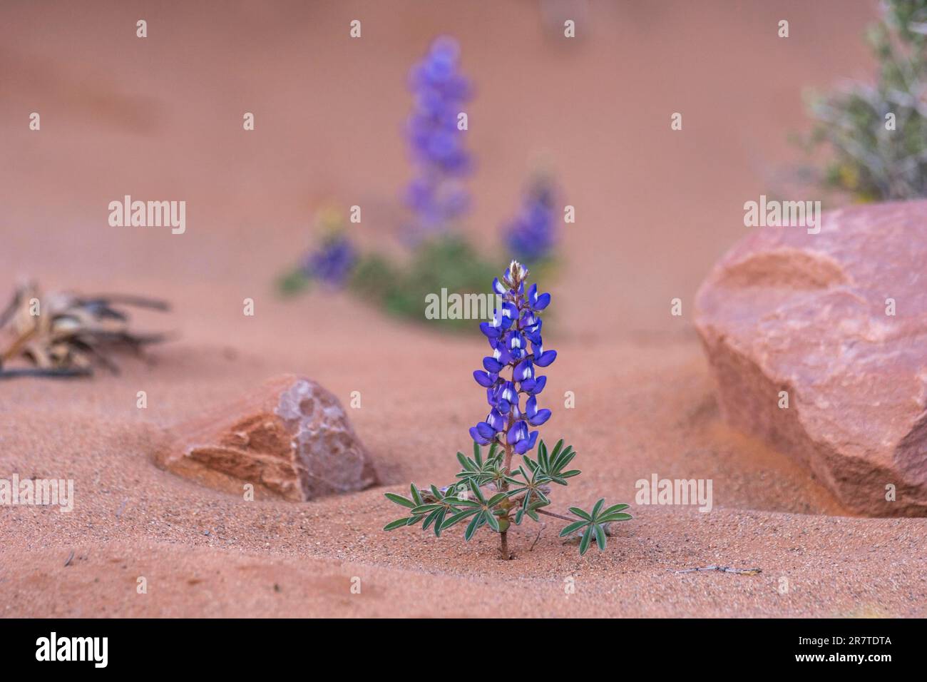 Dwarf lupin hi-res stock photography and images - Alamy