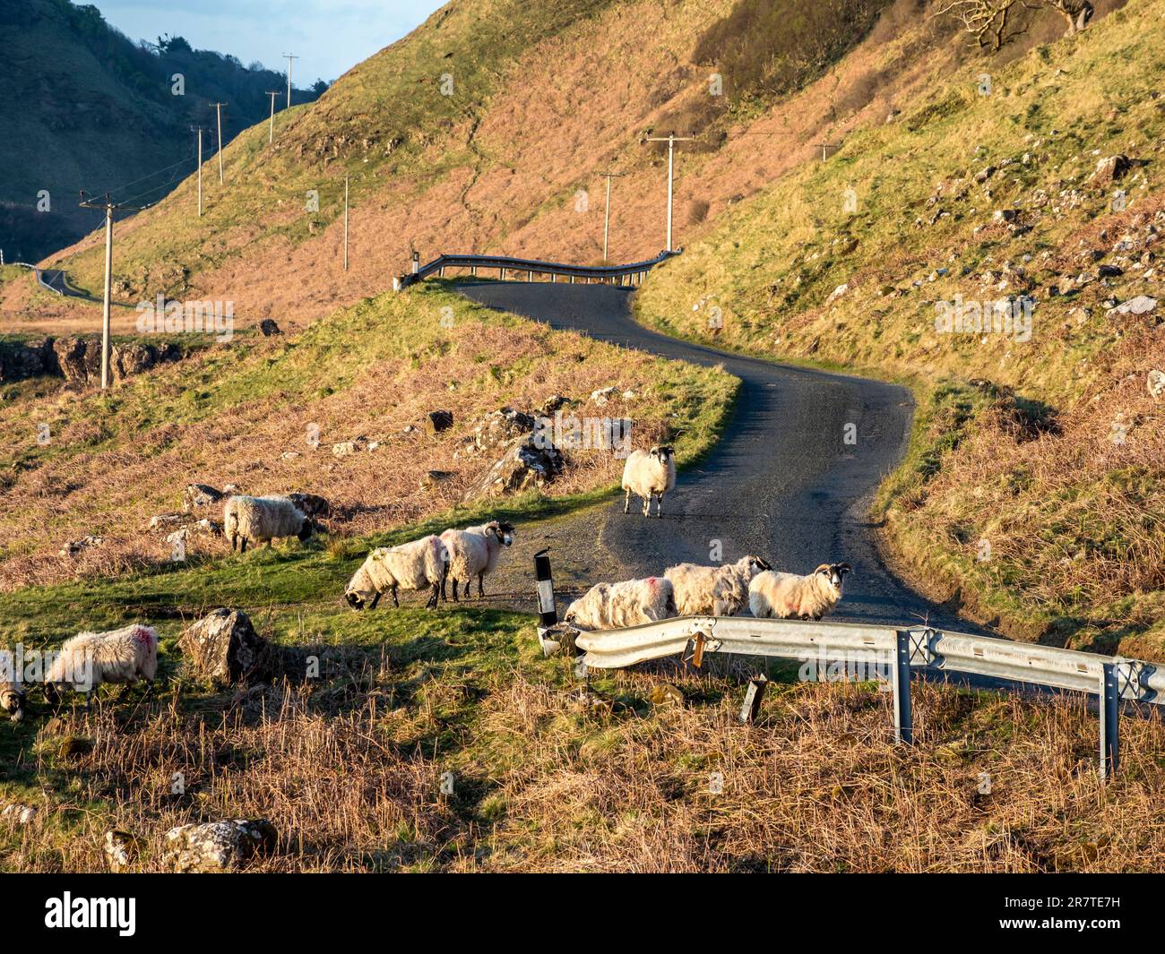 Sheep on single track road leading to Calgary beach, sunset, isle of ...