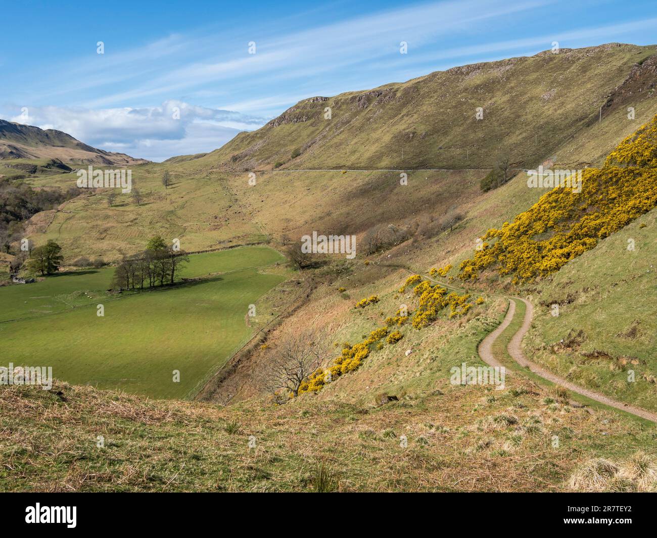 Single track road and field path east of Kilchoan, blomstering broom ...