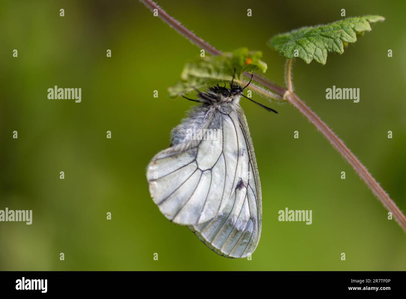 Clouded apollo (Parnassius mnemosyne), butterfly, spring, Schmeiental ...