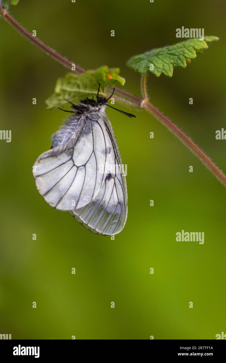 Clouded apollo (Parnassius mnemosyne), butterfly, spring, Schmeiental ...