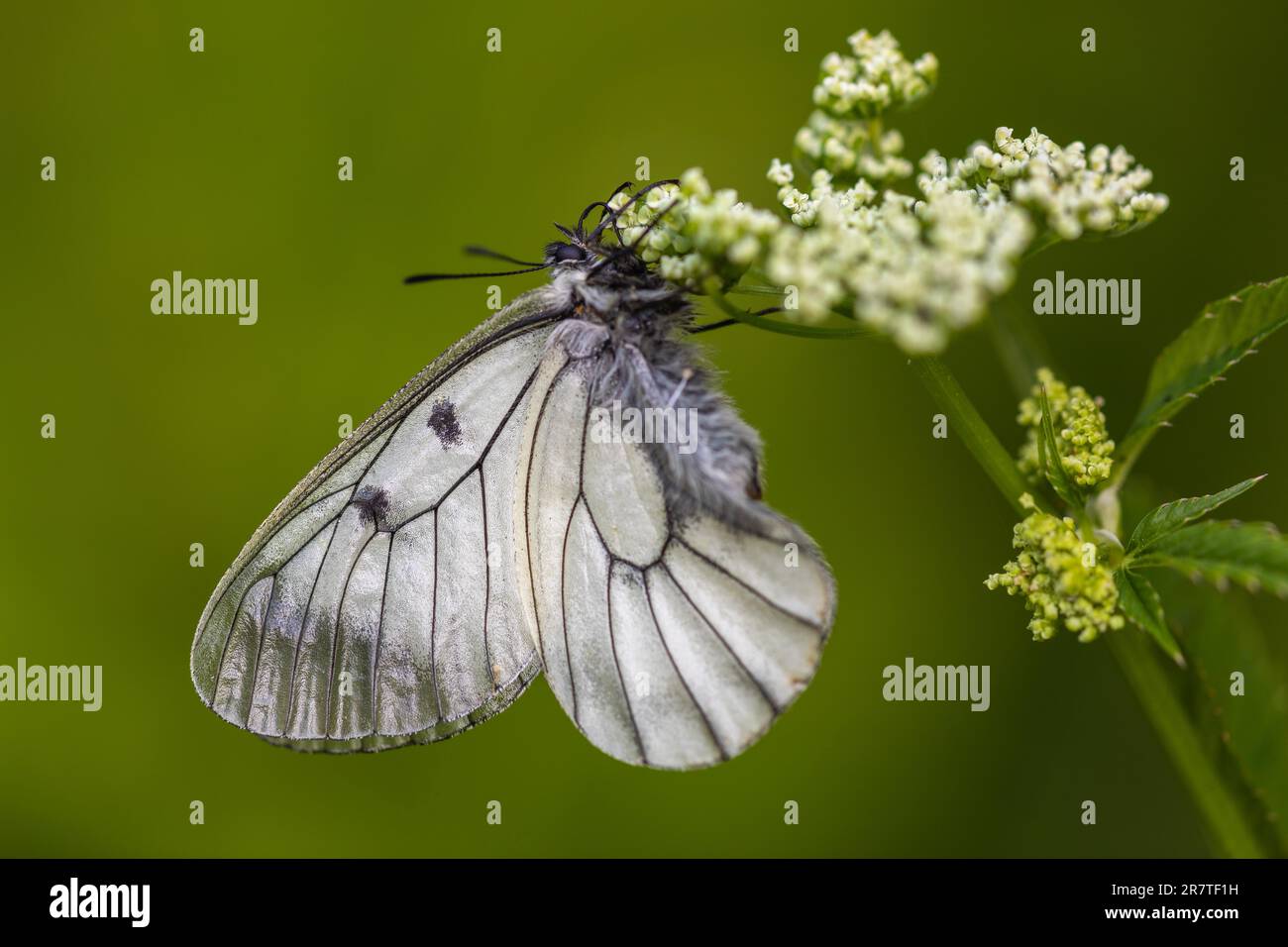 Clouded apollo (Parnassius mnemosyne), butterfly, spring, Schmeiental ...