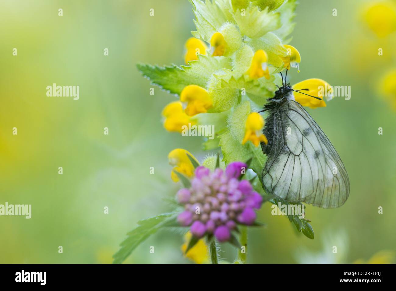 Summerroot family hi-res stock photography and images - Alamy