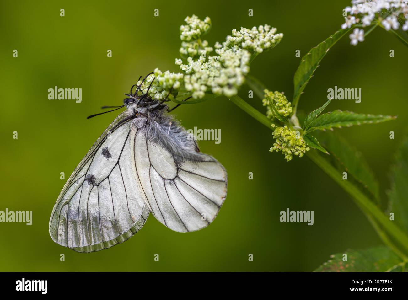 Clouded apollo (Parnassius mnemosyne), butterfly, spring, Schmeiental ...