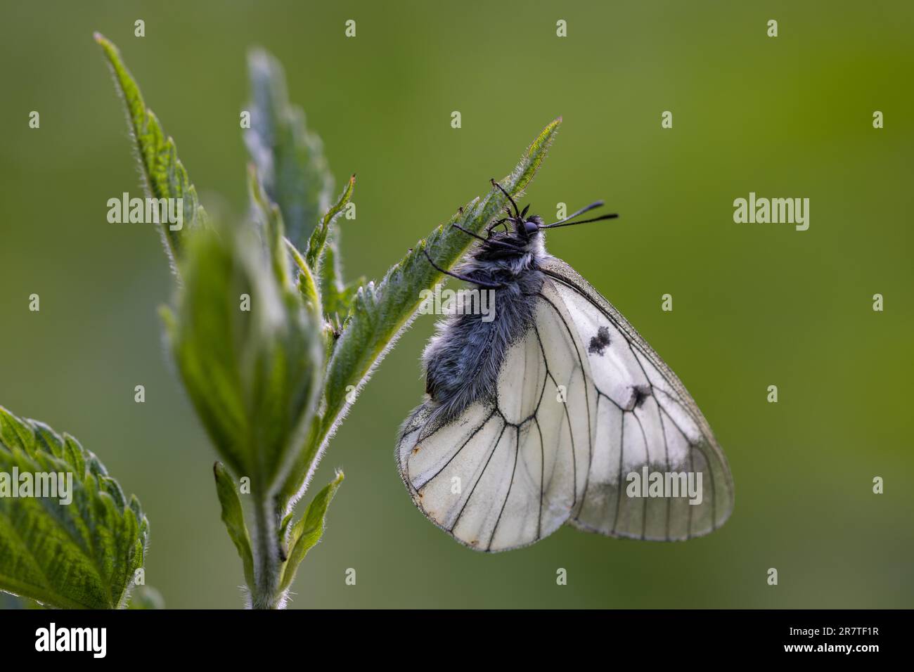 Clouded apollo (Parnassius mnemosyne), butterfly, spring, Schmeiental ...