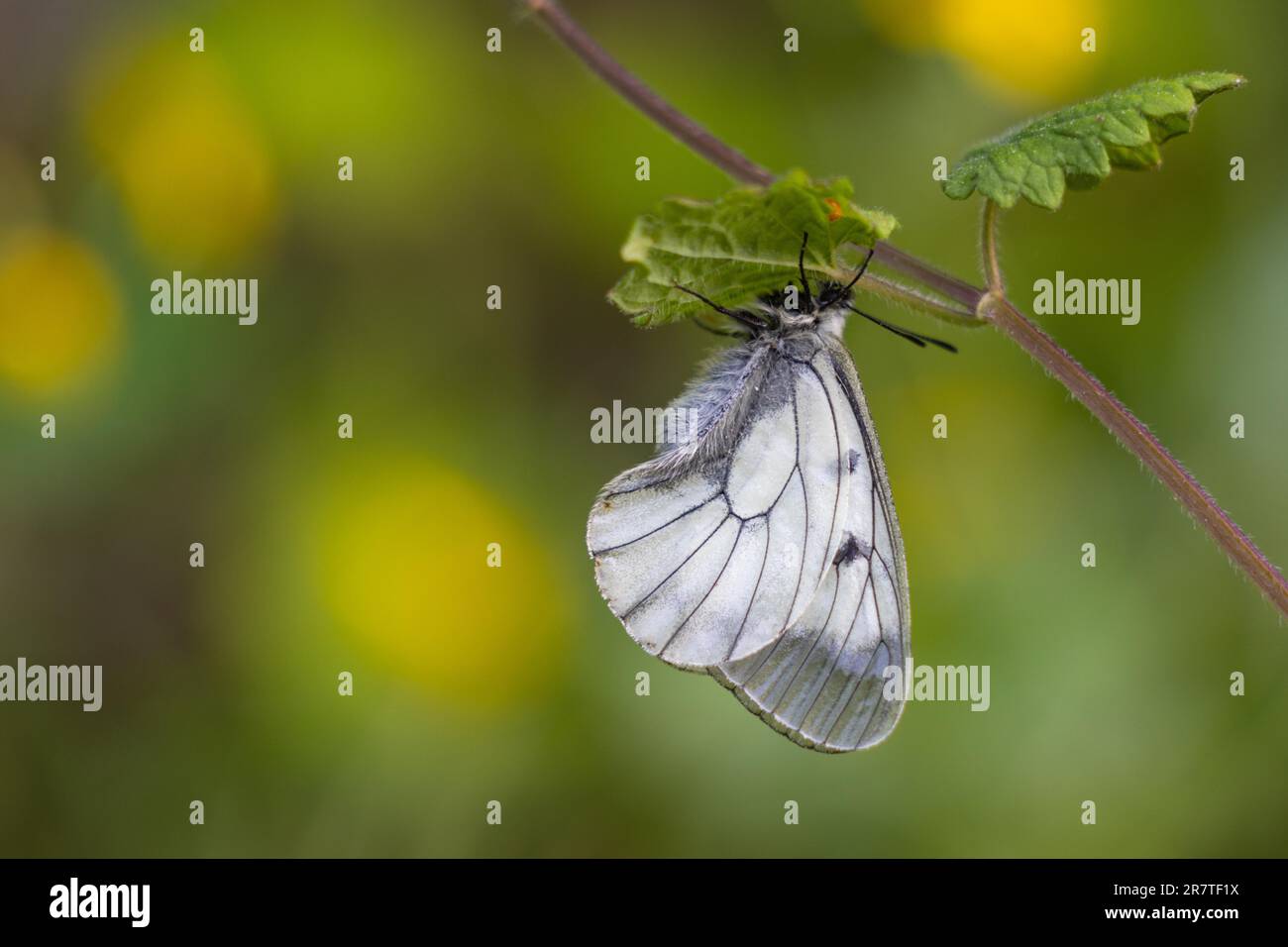 Clouded apollo (Parnassius mnemosyne), butterfly, spring, Schmeiental ...